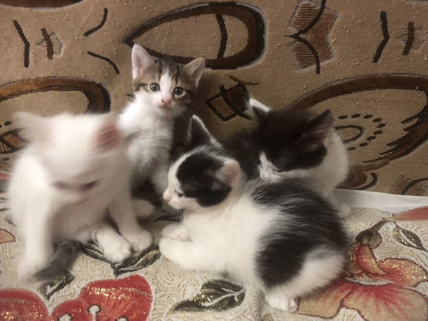 Котята отдам даром хорошие руки