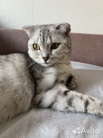 Британская