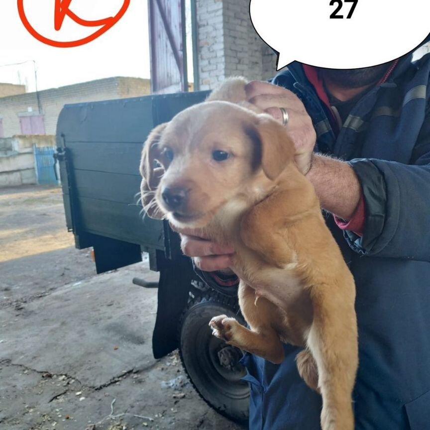 Щеночек из усыпалки в добрые руки