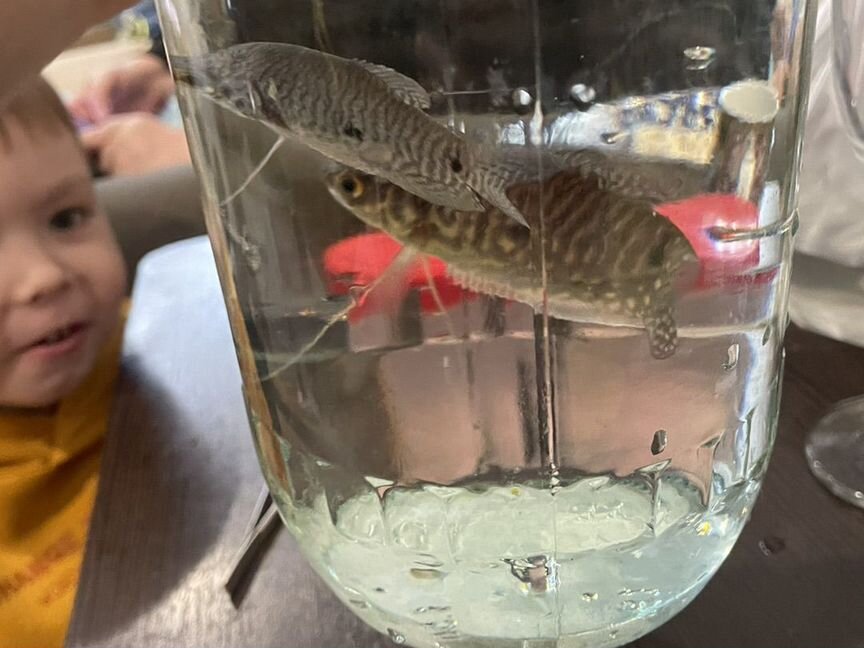 Аквариумные рыбкигурамми