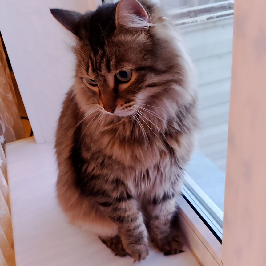 Кот в добрые руки