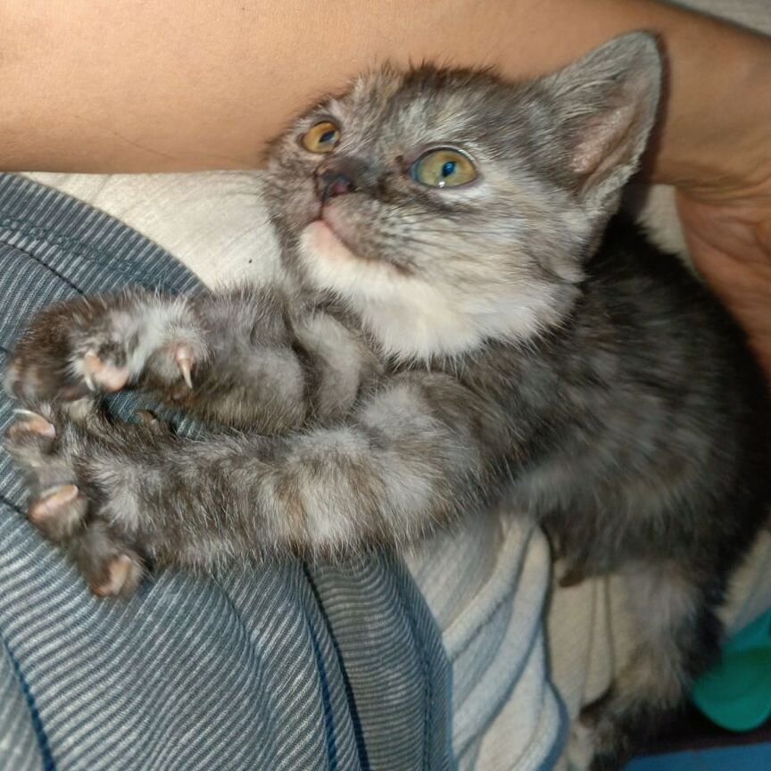 Котёнок в добрые руки