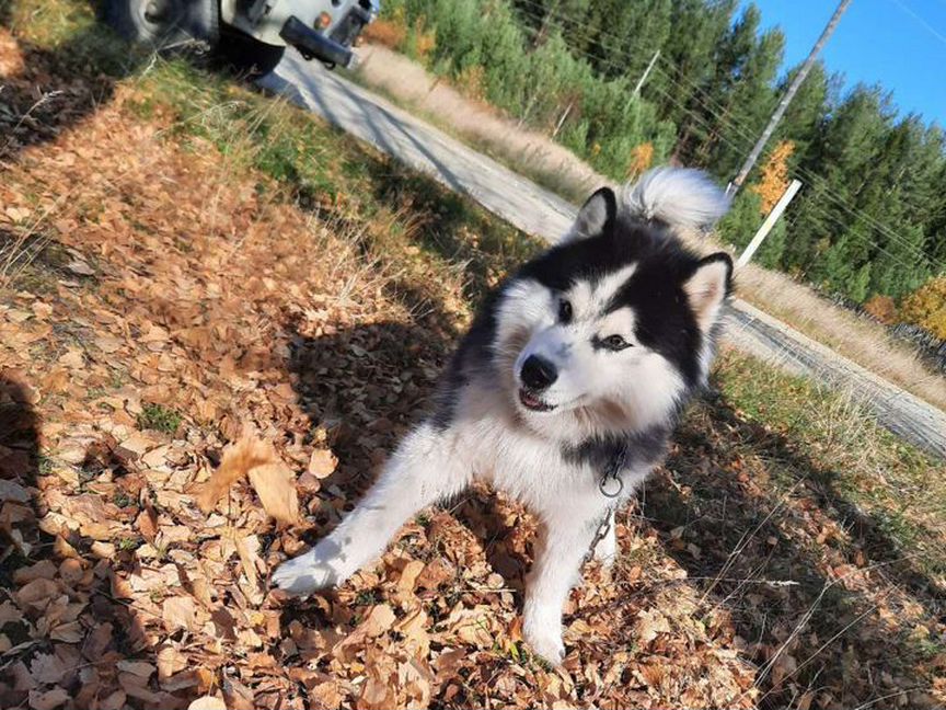 Вязка Хаски
