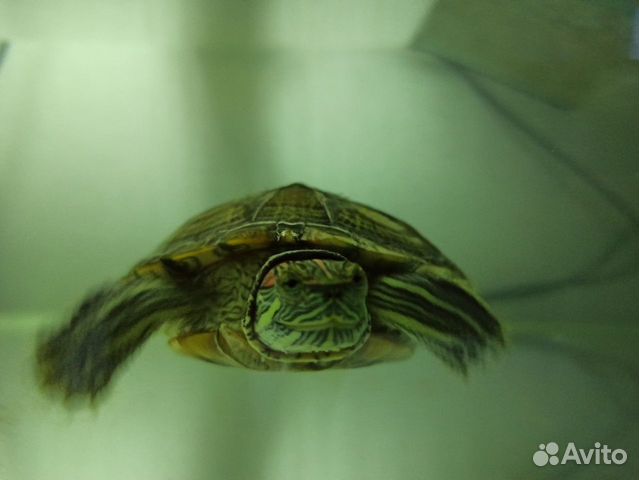 Красноухая черепаха с аквариумом