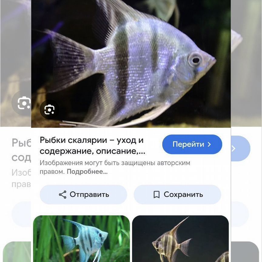 Аквариумные рыбки