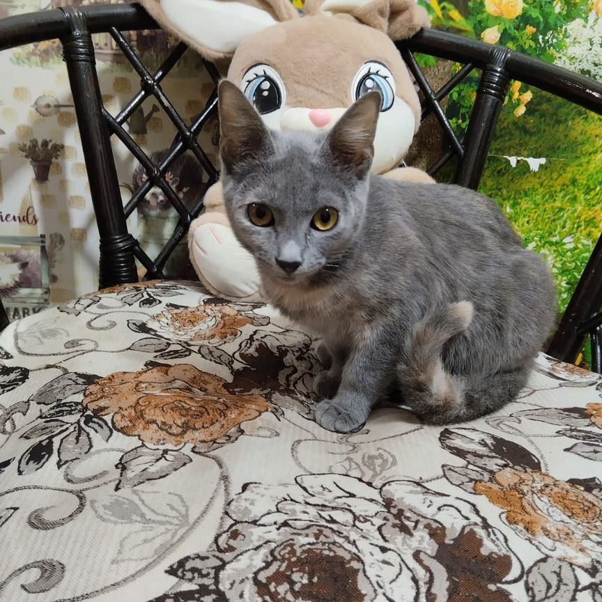 Котенок кошечка в добрые руки