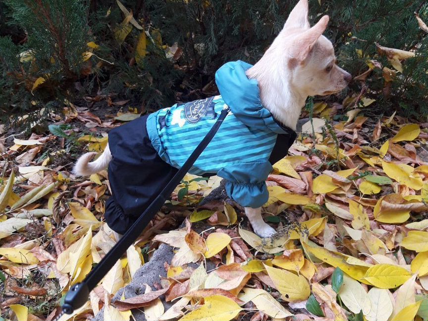 Комбинезон для маленькой собаки