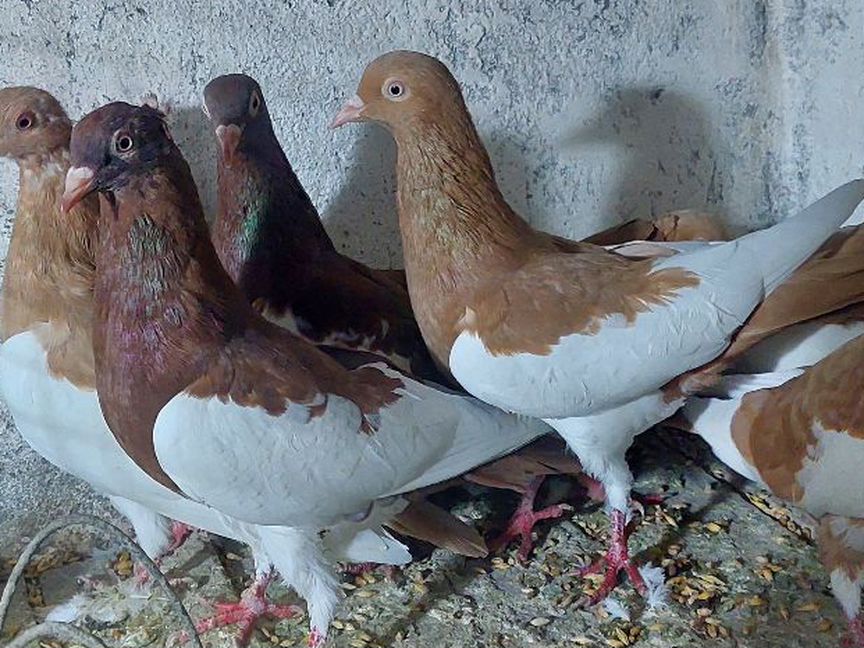 Голуби кормилки