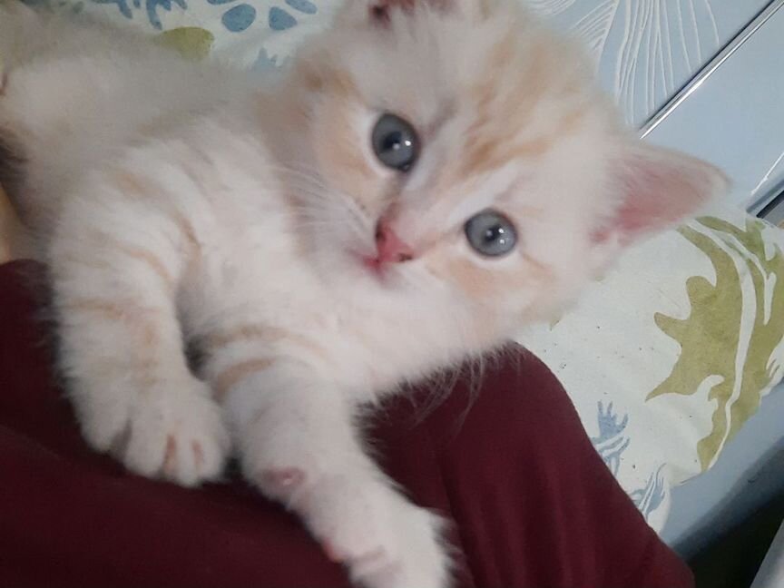 Котята