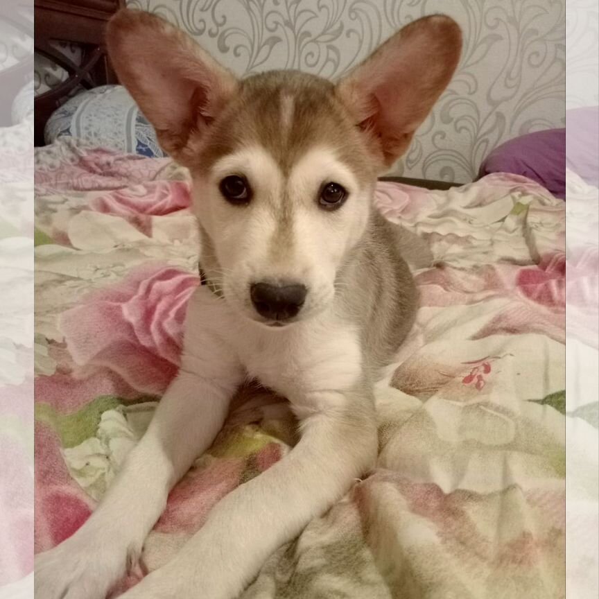 Щенок в добрые руки