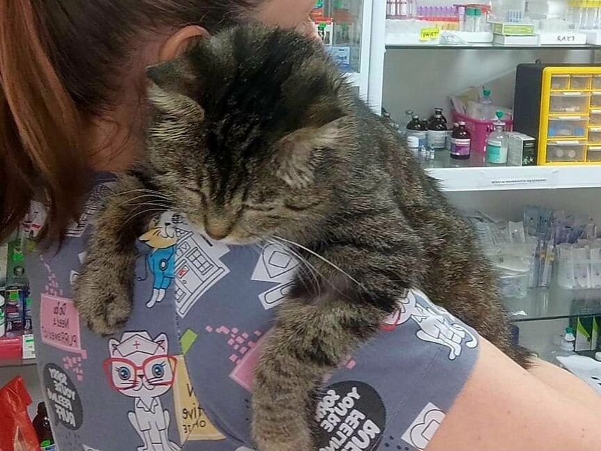 Маша - кошечка в возрасте