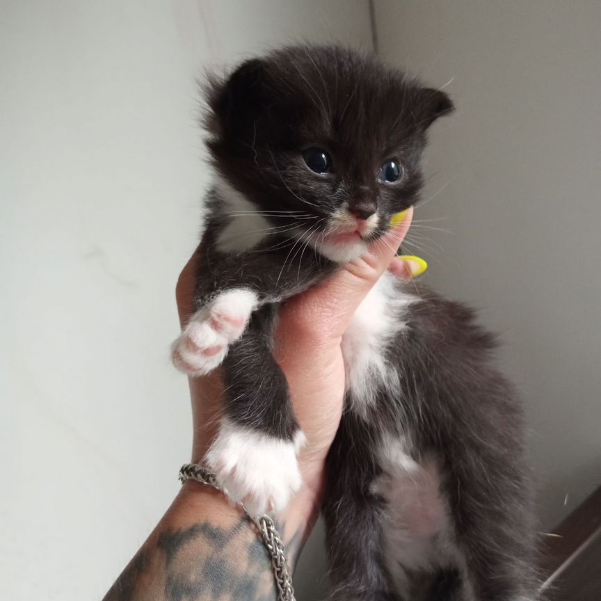 Кошка