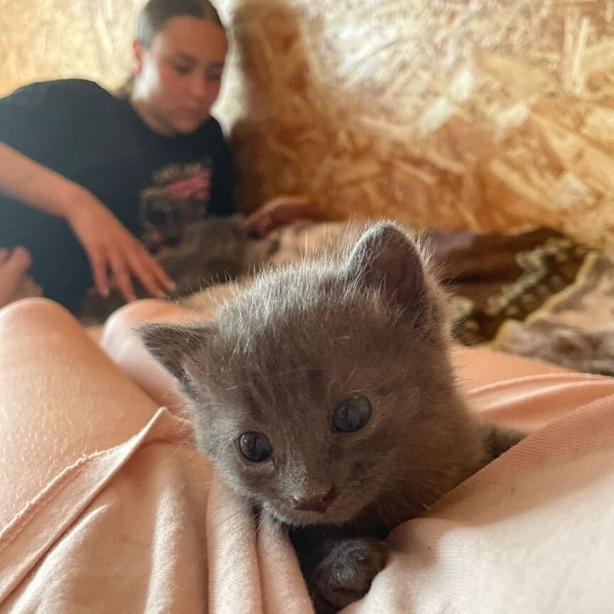 Котёнок в добрые руки