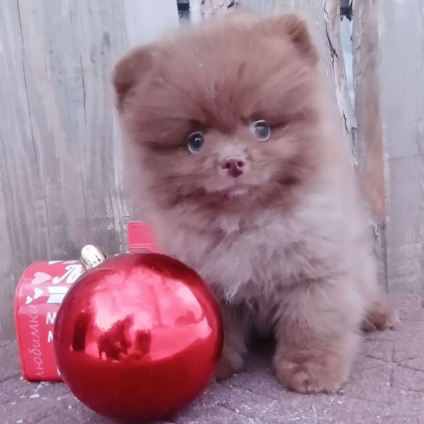 Померанский шпиц, щенок