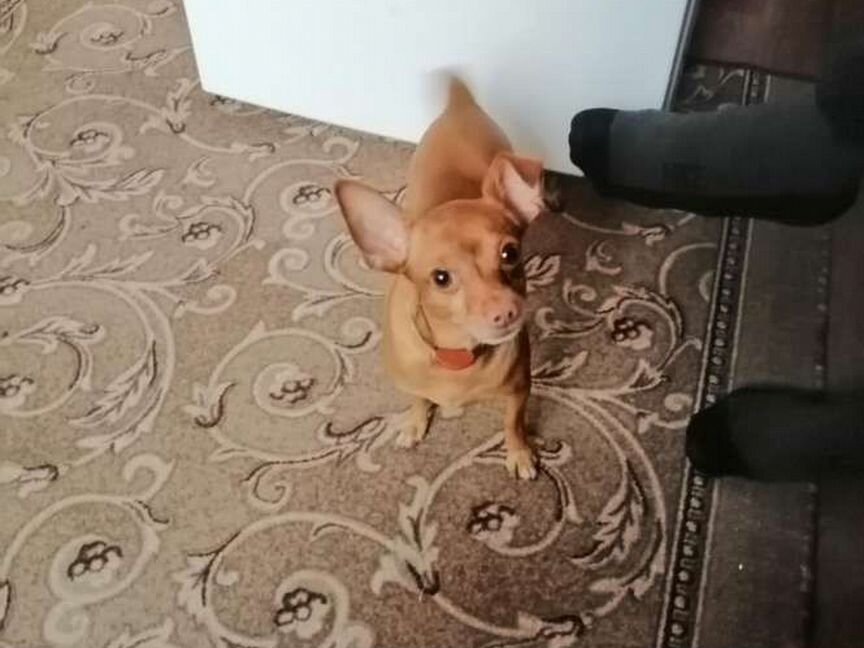 Мини той-терьер вязка, кобель