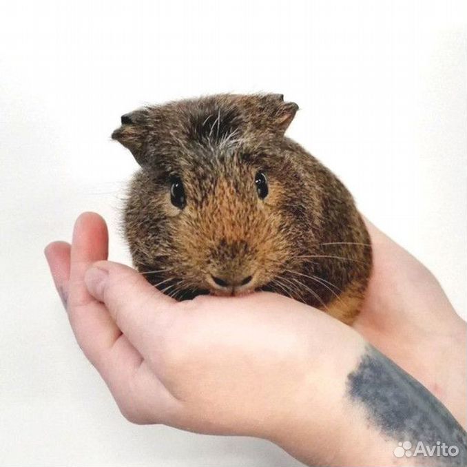 Морская свинка агути крестед