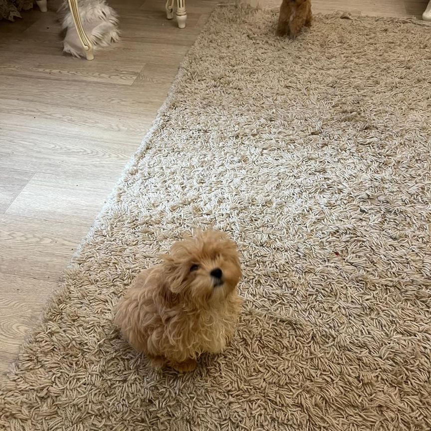 Мальтипу ф1 корея