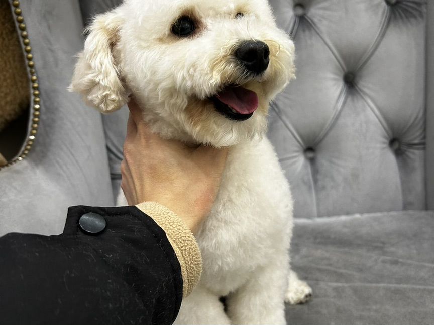 Той-пудель вязка