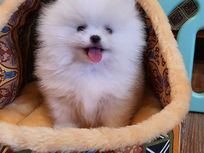 Померанский шпиц мини