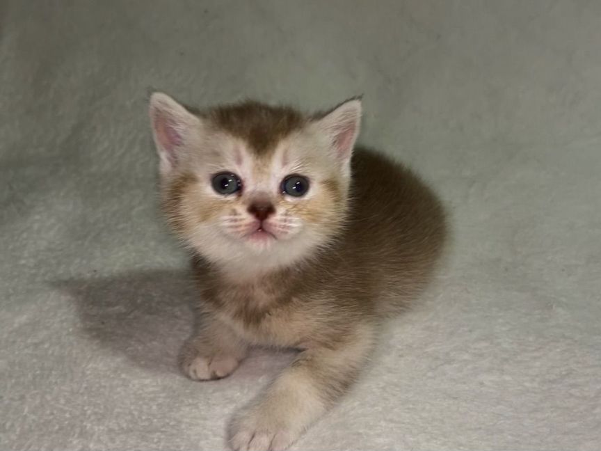 Шотландские котята