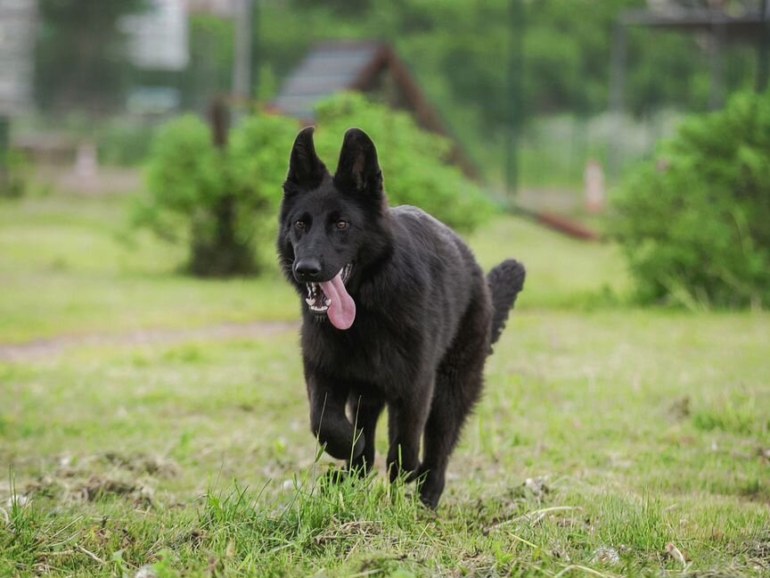 Немецкая овчарка