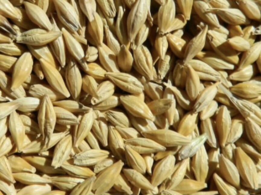 Ячмень обмен на крс