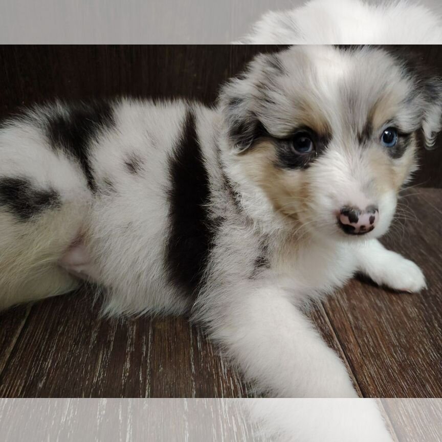 Австралийская овчарка