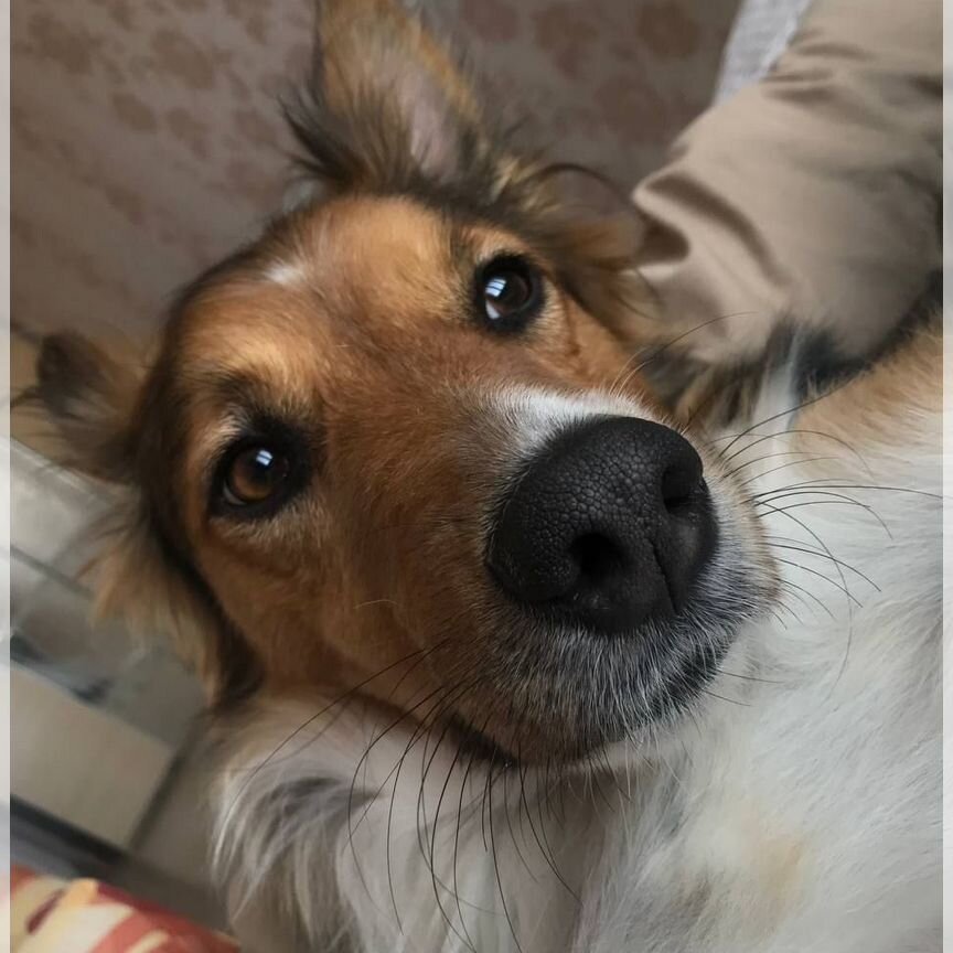 Бордер-колли, взрослая собака