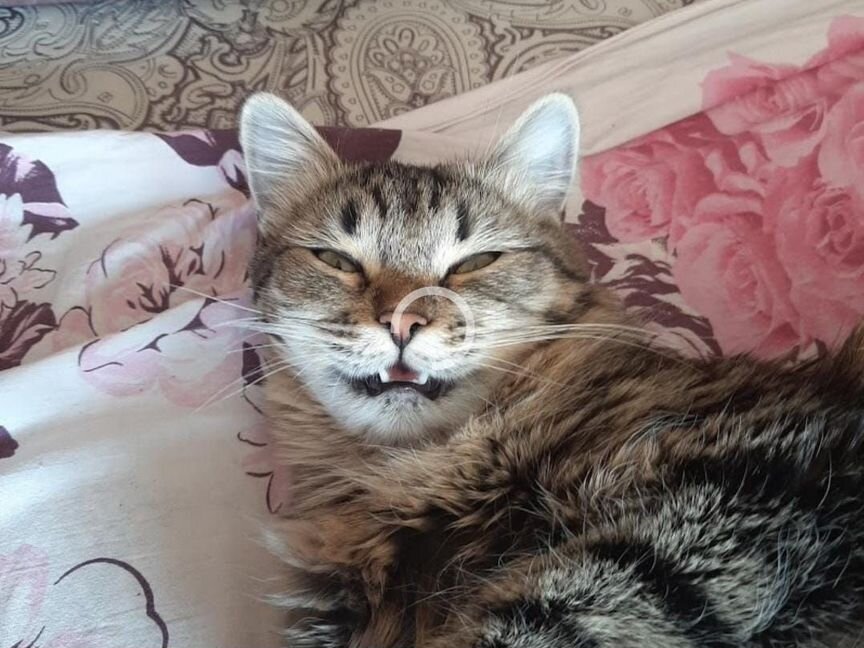 Котята сибирской кошки