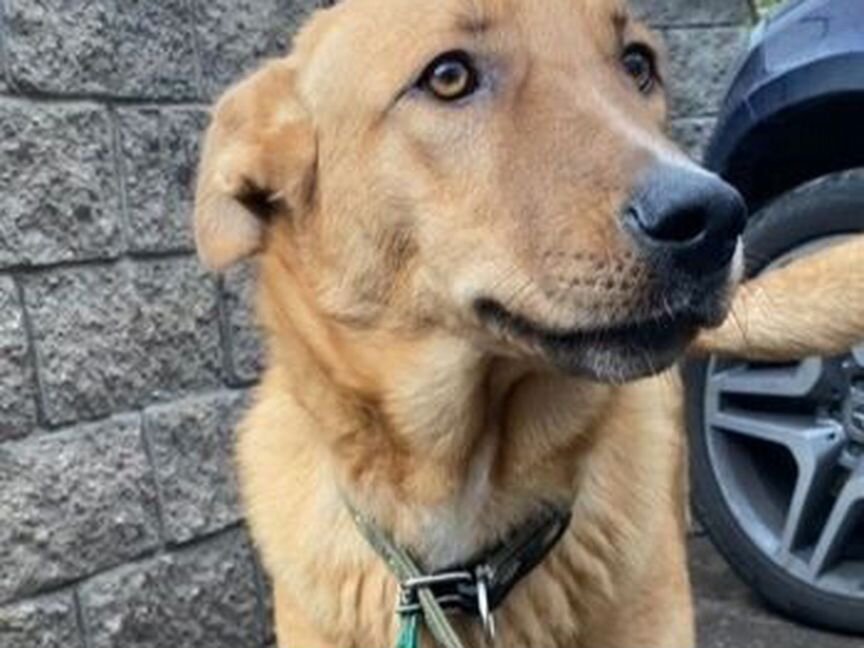 Домашний пёс потерял хозяина