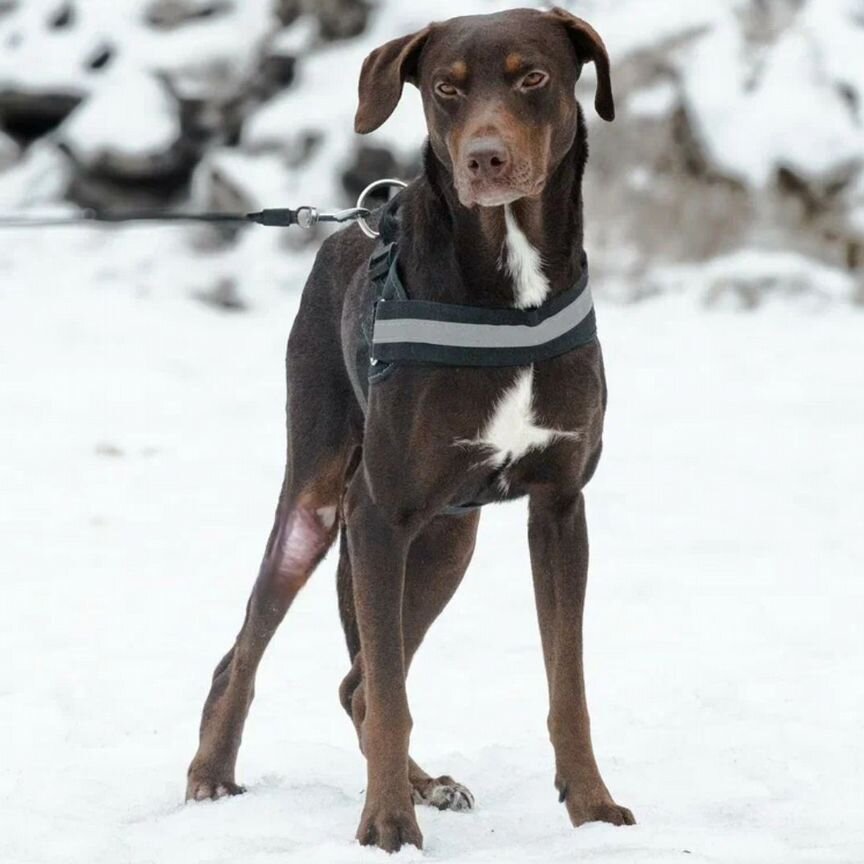 Курцхаар, взрослая собака