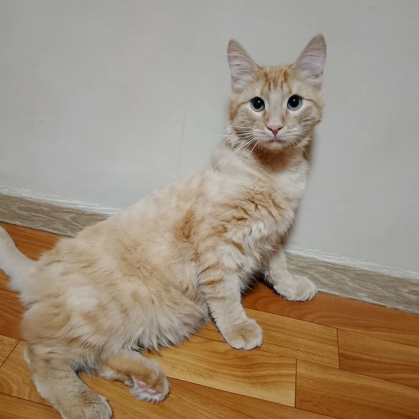 Отдам бесплатно кота