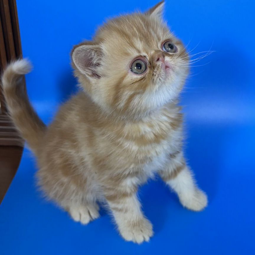 Экзотический короткошёрстный котёнок