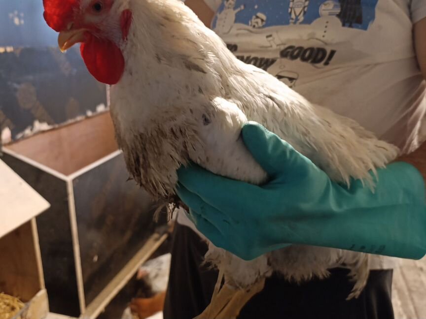 Молодые петухи