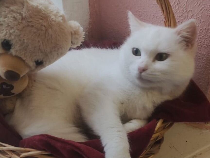 Найдена кошка белая
