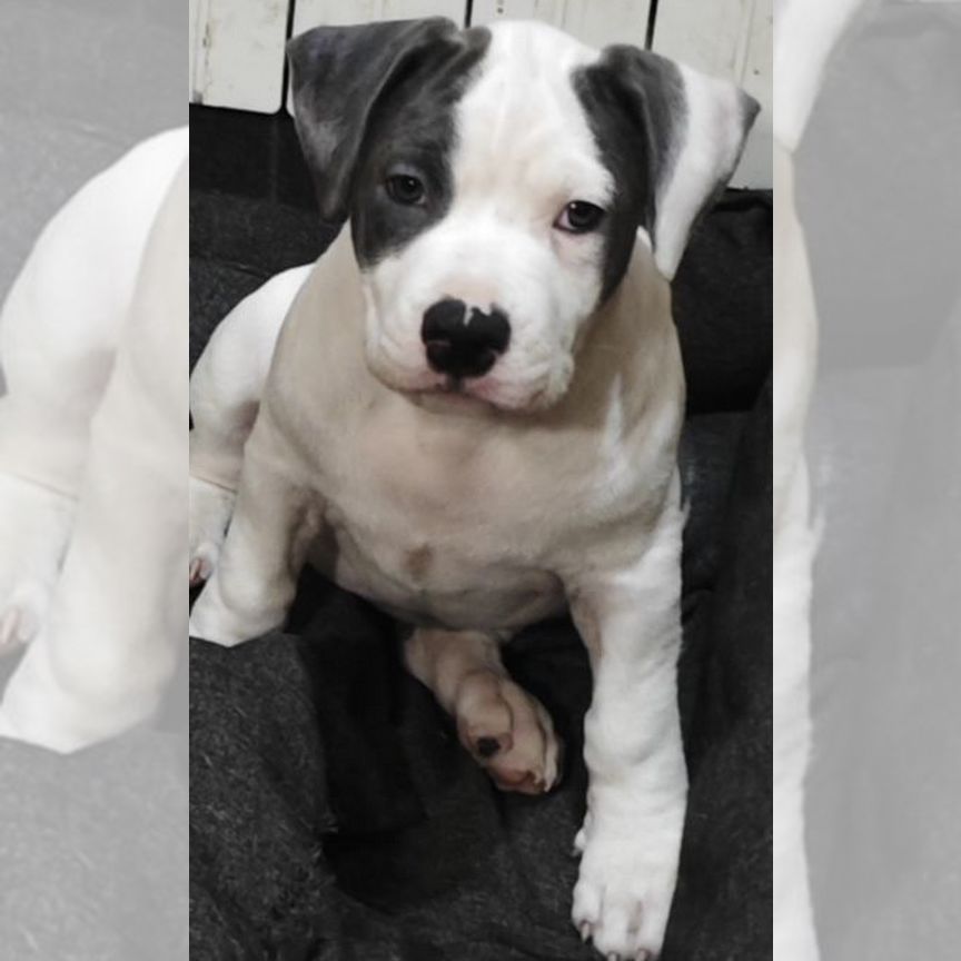 Американский стаффордширский терьер, щенок