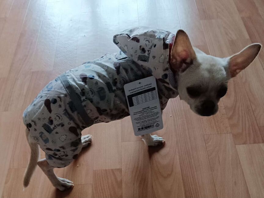 Одежда для чихуа