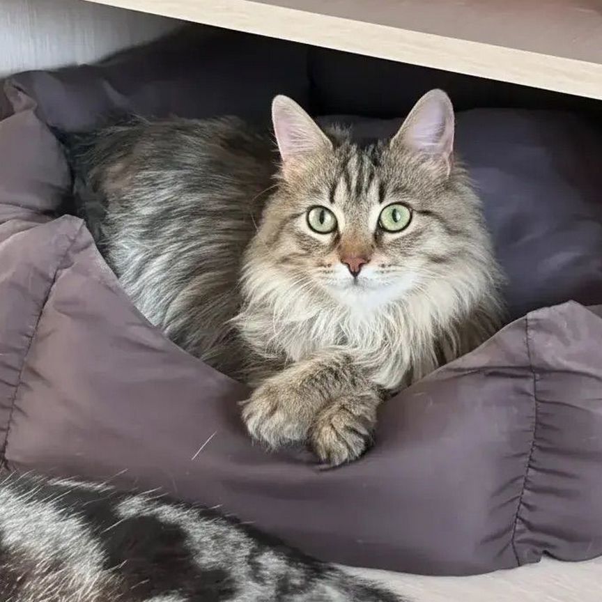 Норвежский лесной котёнок