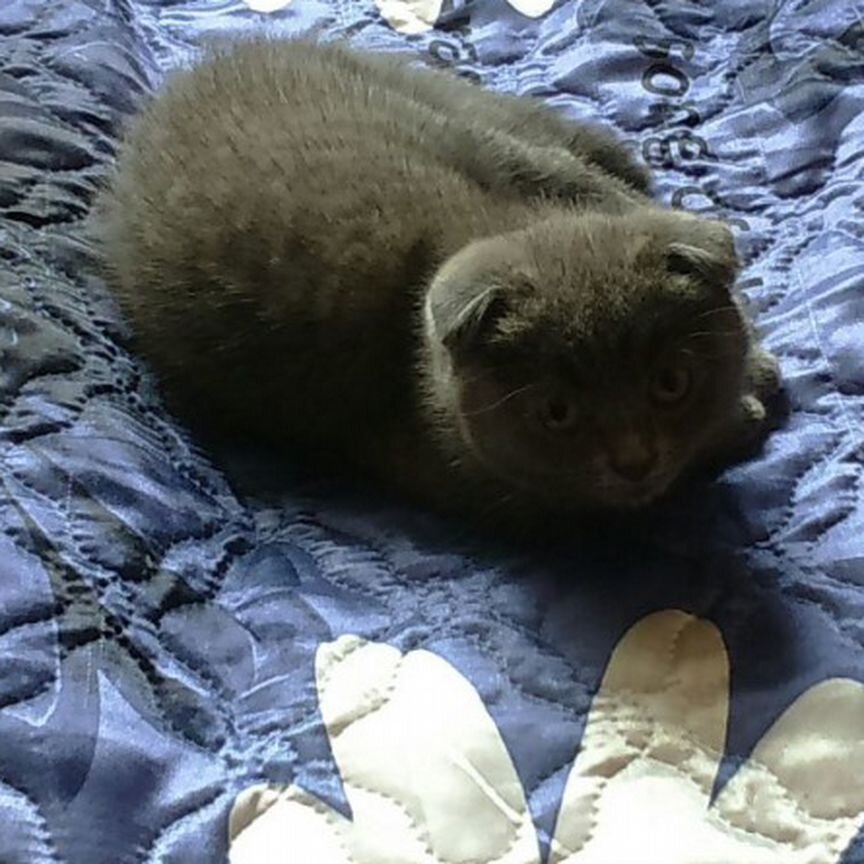 Маленькое счастье