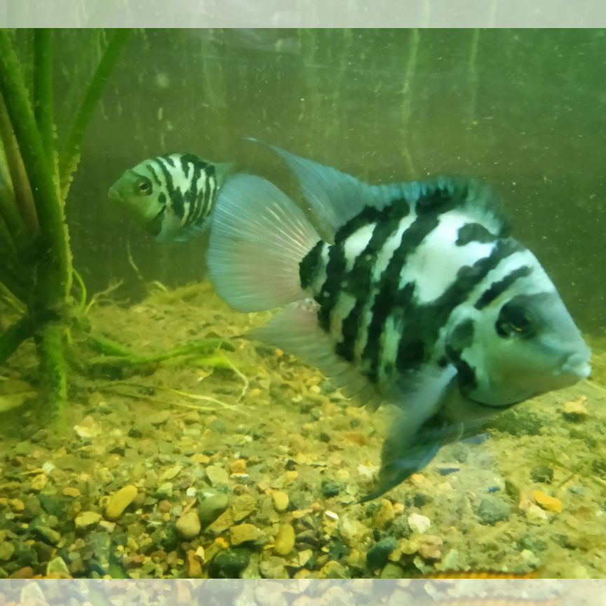 Цихлазома чернополосая