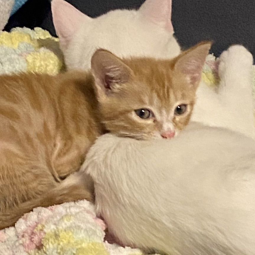 Котенок,смесь бенгальской и дворняги