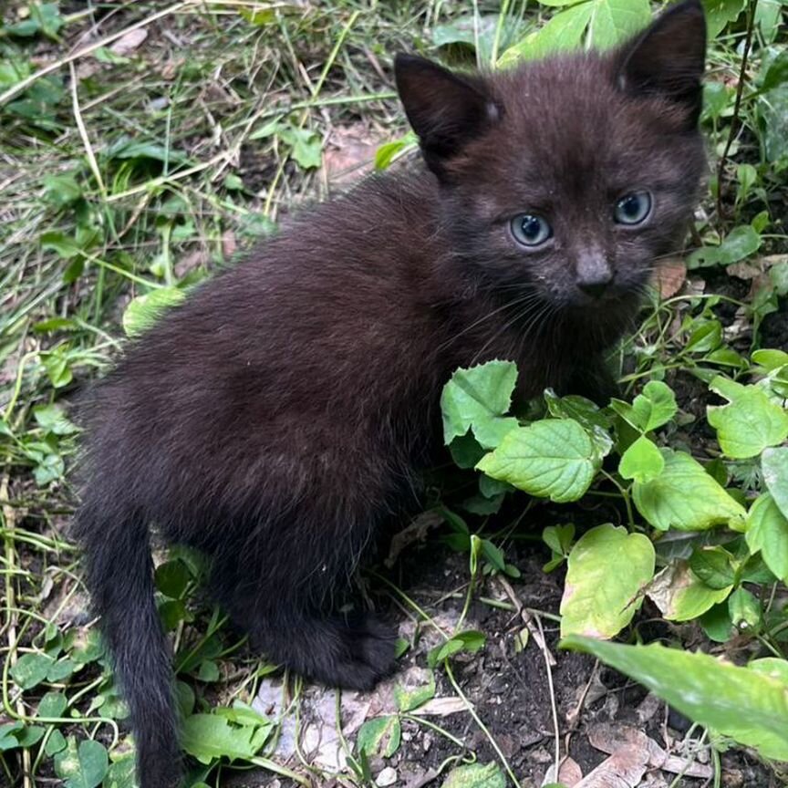 Котята в добрые руки бесплатно маленькие