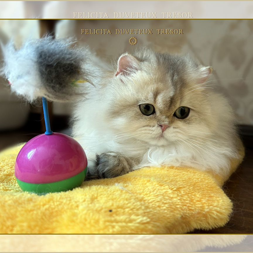 Кошечка