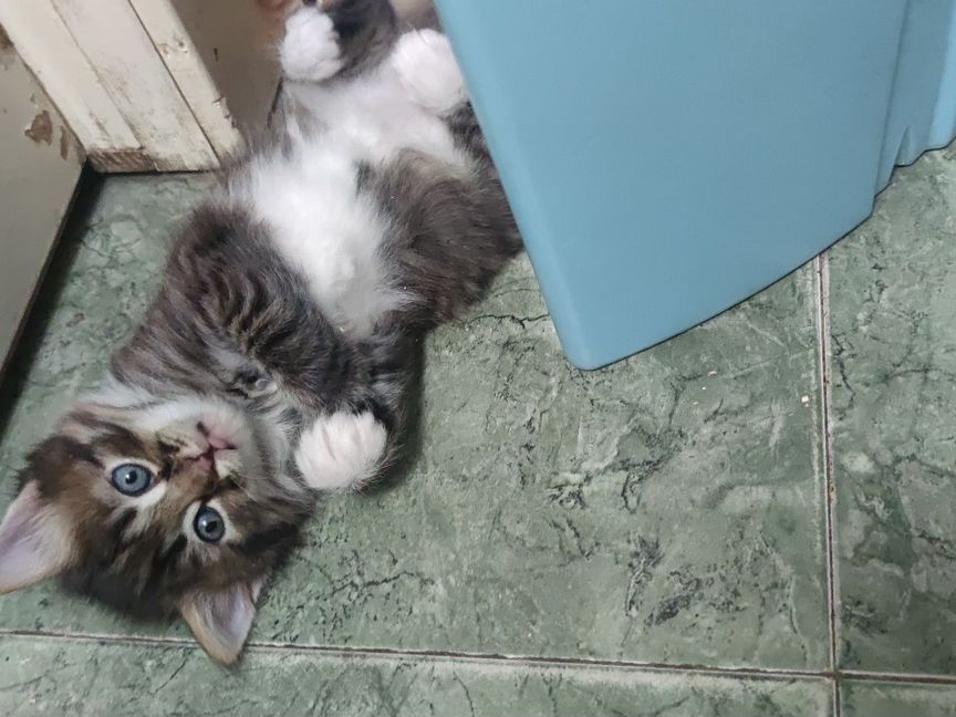 Кошка в дар