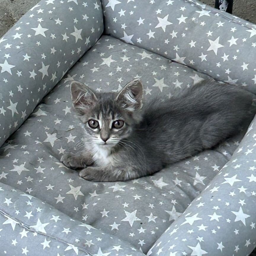 Продаются котята