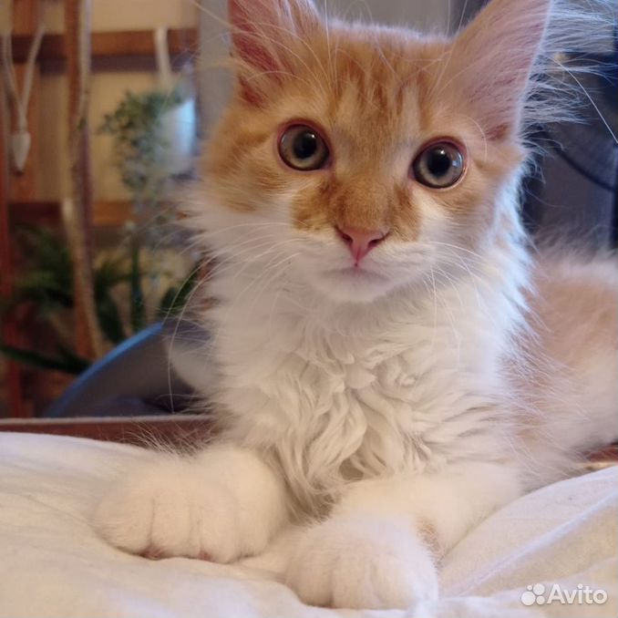 Котеночек милый бесплатно в добрые руки