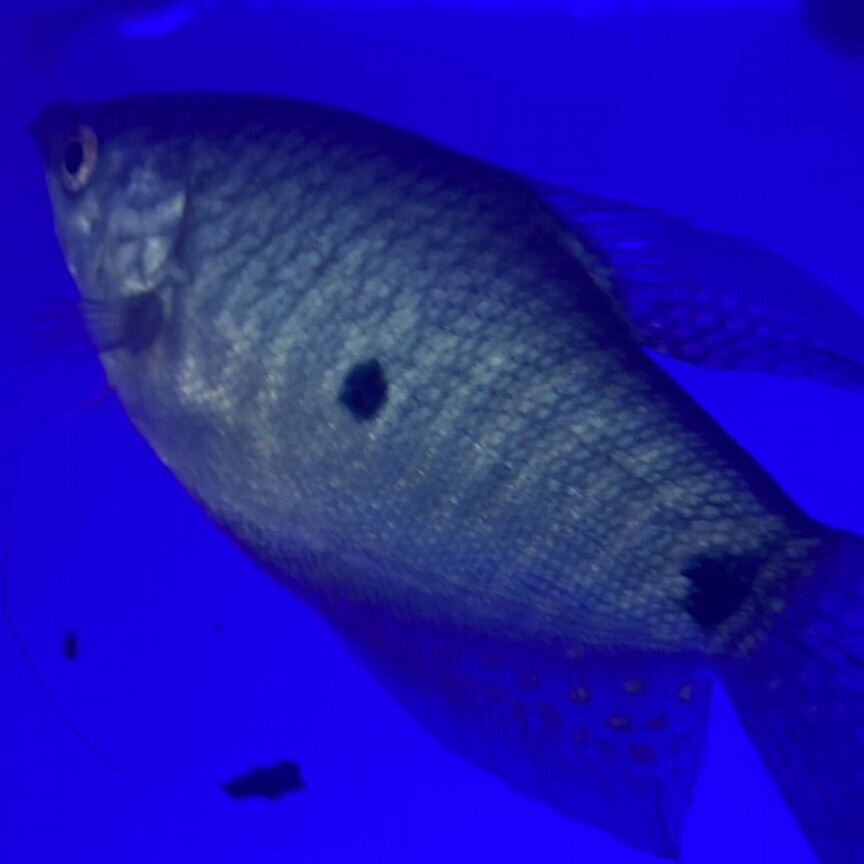 Аквариумная рыбка Гурами