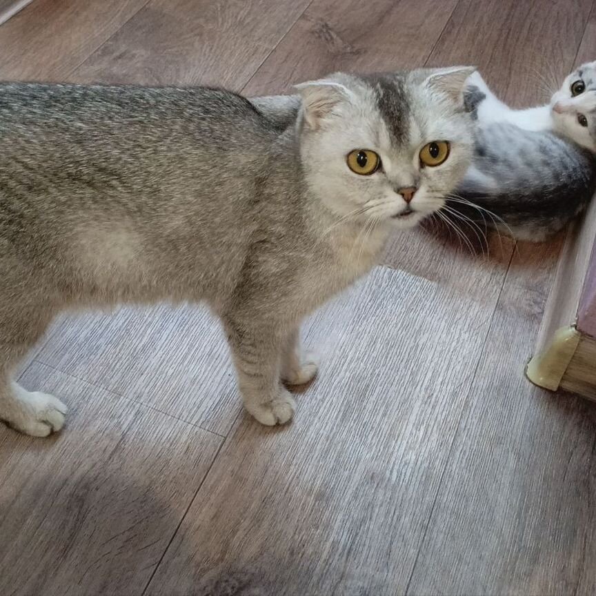 Две кошки бесплатно