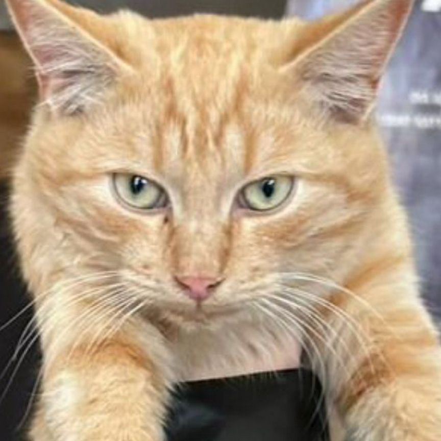 Котик Оскар в надёжный дом