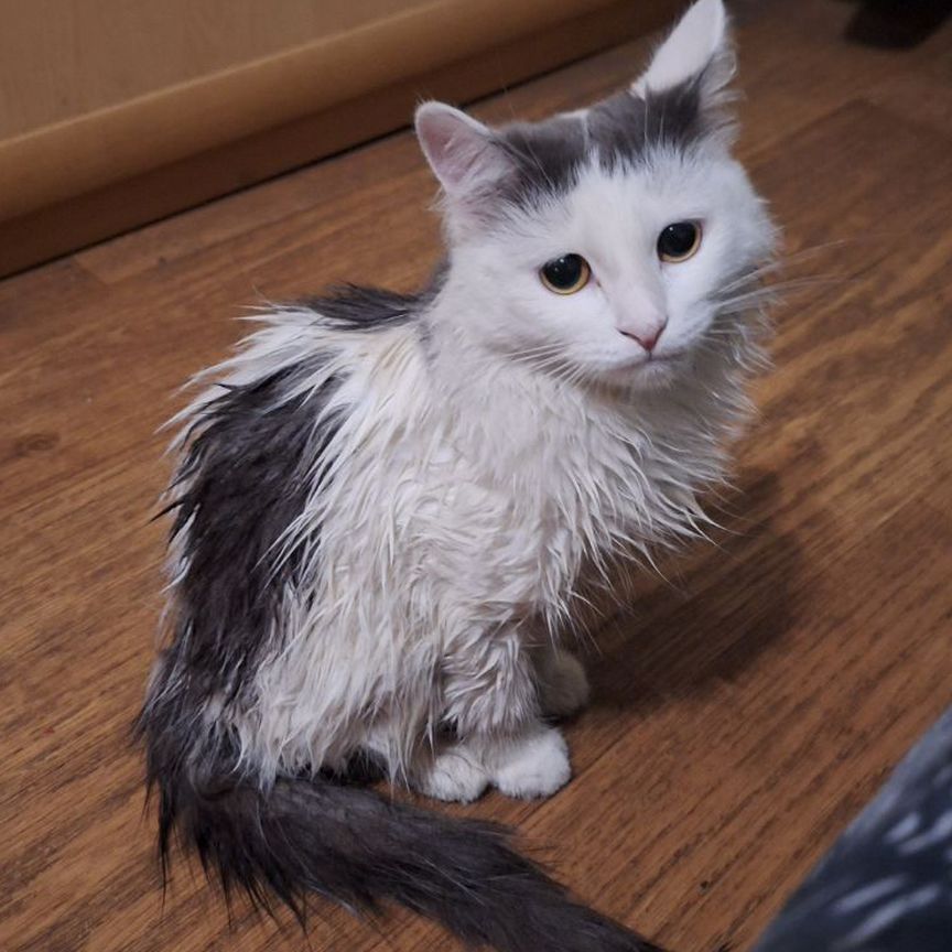 Нашлась кошка